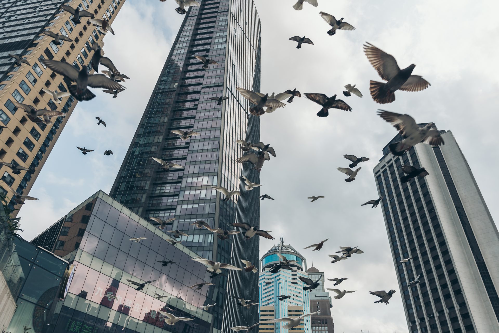 OBE Bird Guard Glass: A Clear Commitment, Clear Vision